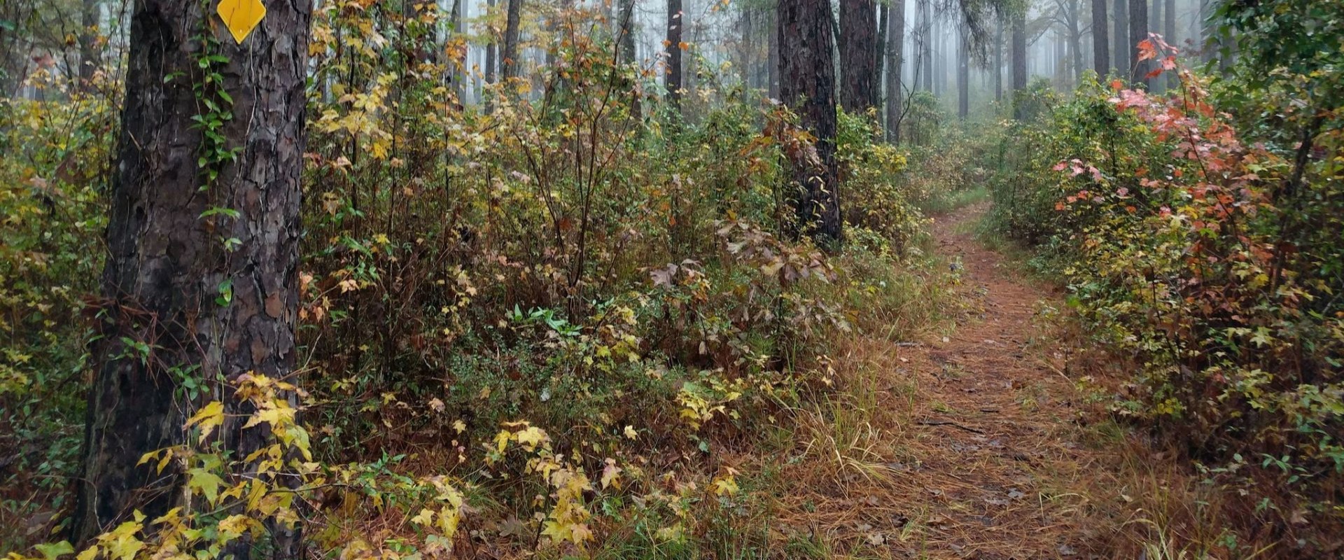 The Wild Azalea Trail: A Must-Visit Destination for Louisiana Off-Road ...